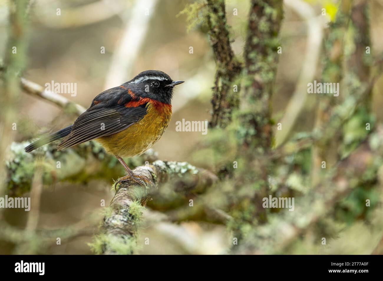 Collared bush robin endemic bird of taiwan Stock Photo - Alamy