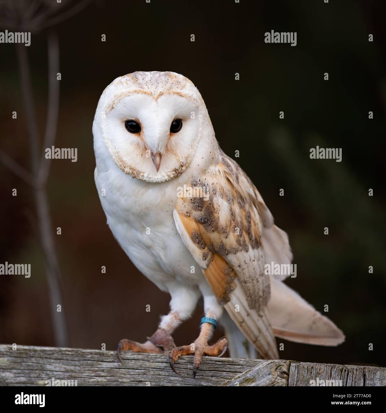 Barn Owl perches on an old wooden gate Stock Photo - Alamy
