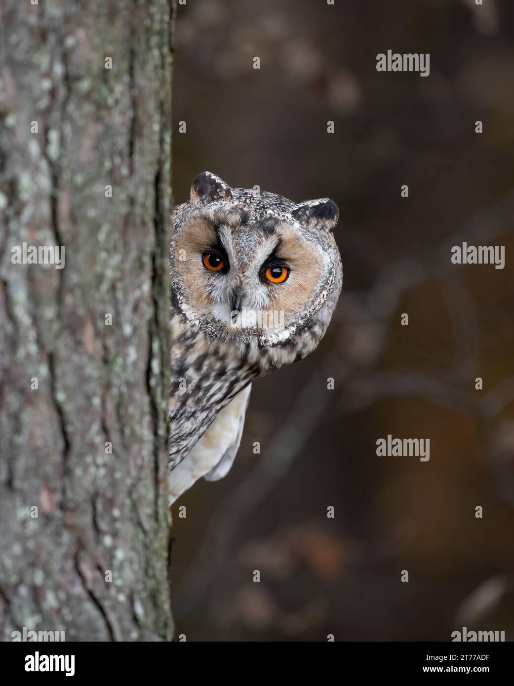 Long Eared Owl perched on a branch peeking around the side of a tree ...