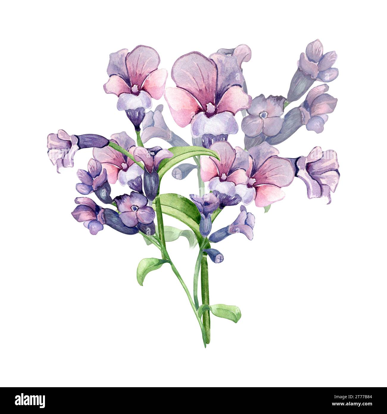 Lungwort medicinal plant watercolor illustration isolated on white ...
