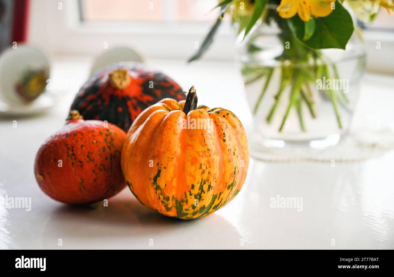 Collection of small squash gourds and pumpkins for Autumn still life ...