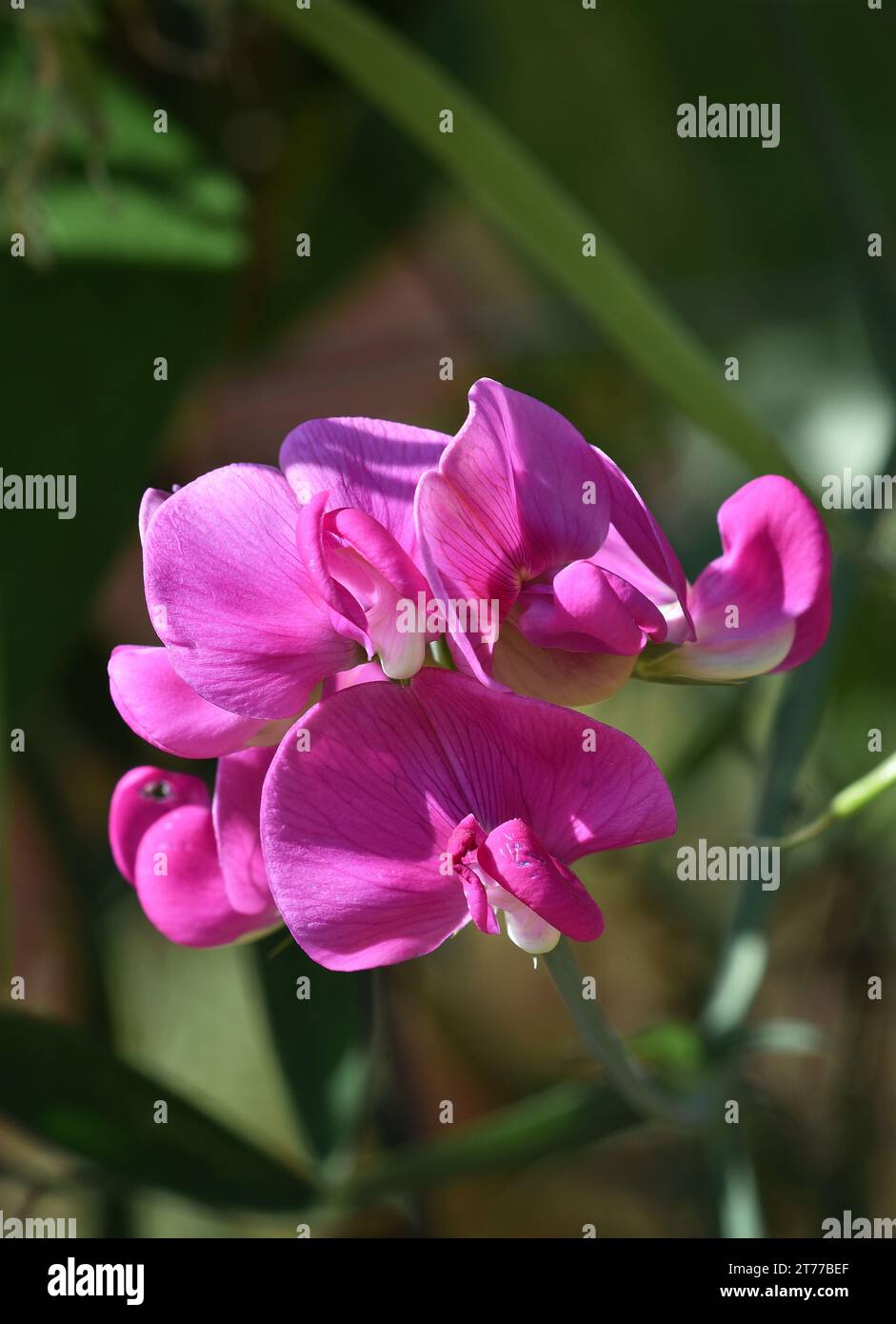 Lathyrus latifolus hi-res stock photography and images - Alamy