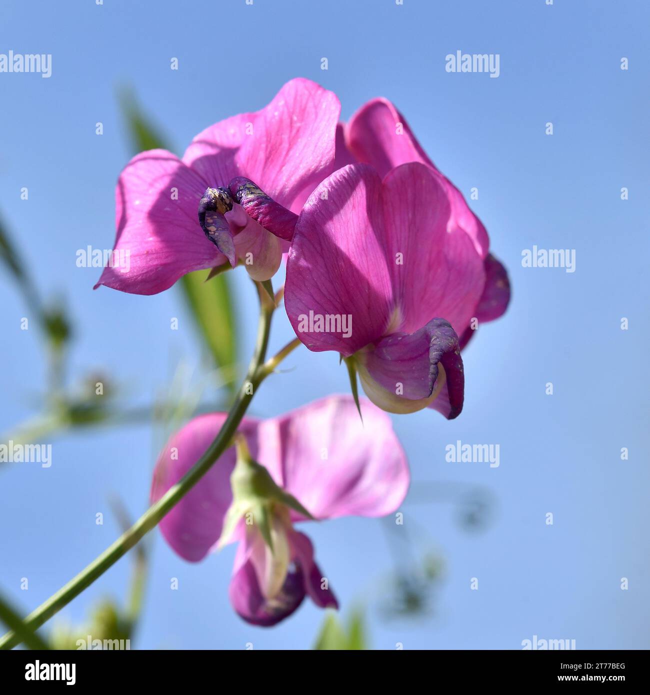 Pink Sweet Pea, Lathyrus Latifolus, against a bright blue sky, blooming ...