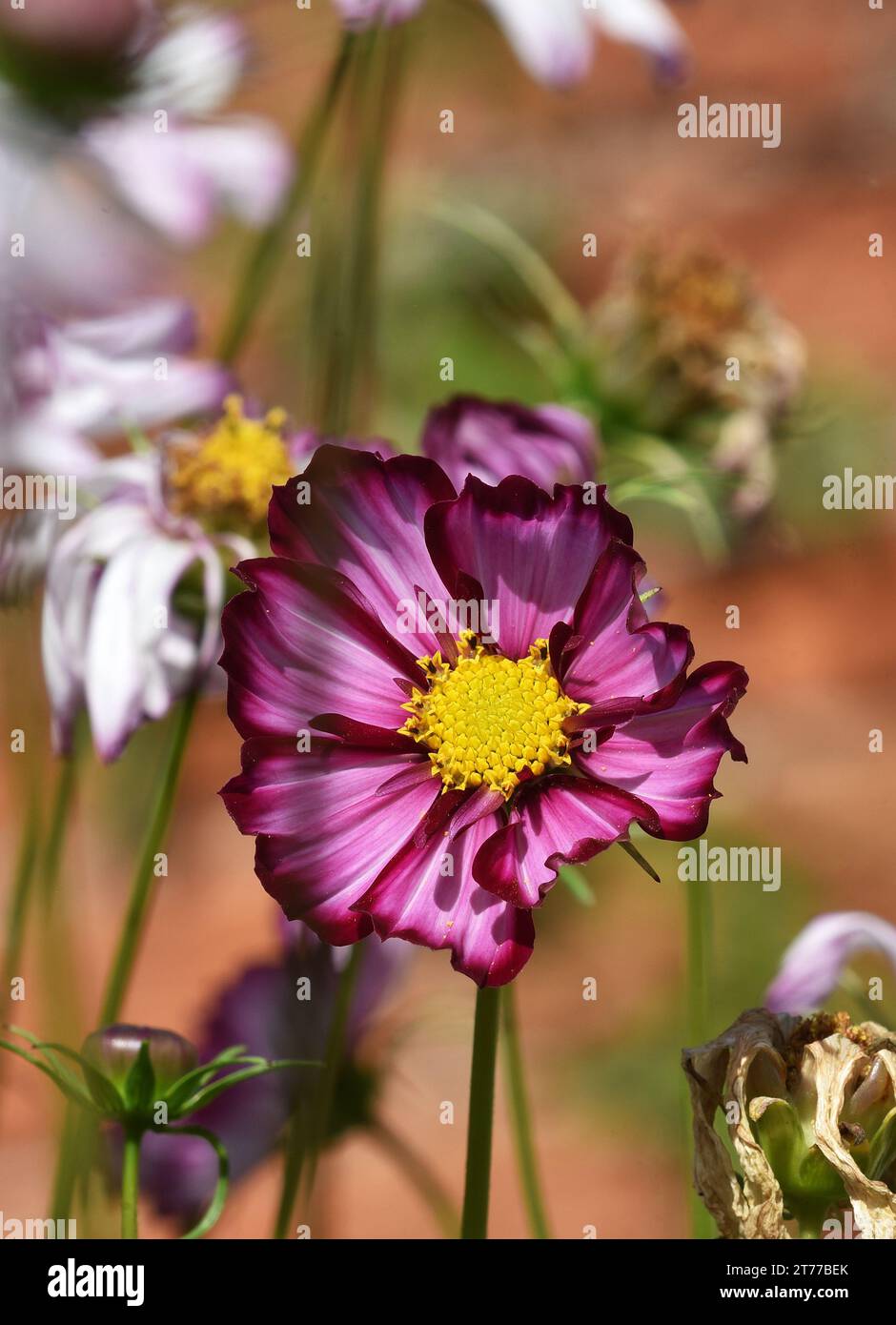 Single purple and white Cosmos with a yellow centre against a soft ...