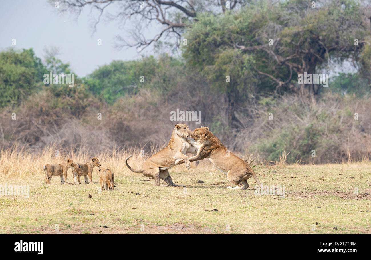 Lionesses show their cubs they are still young at heart! FASCINATING ...