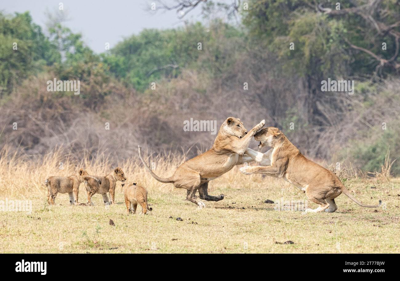 Lions of The Hollywood Pride FASCINATING images show two sister ...