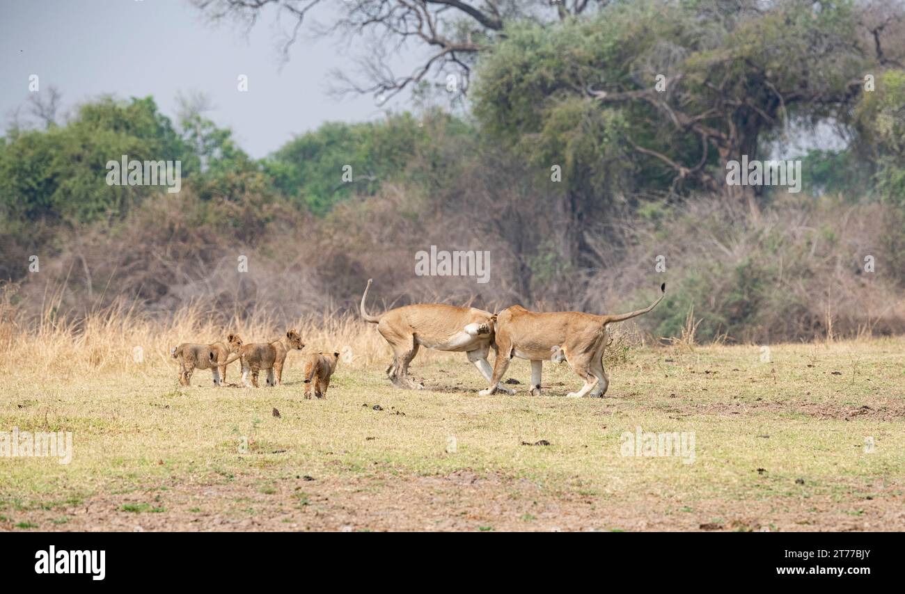 Lioness siblings FASCINATING images show two sister lionesses from the ...