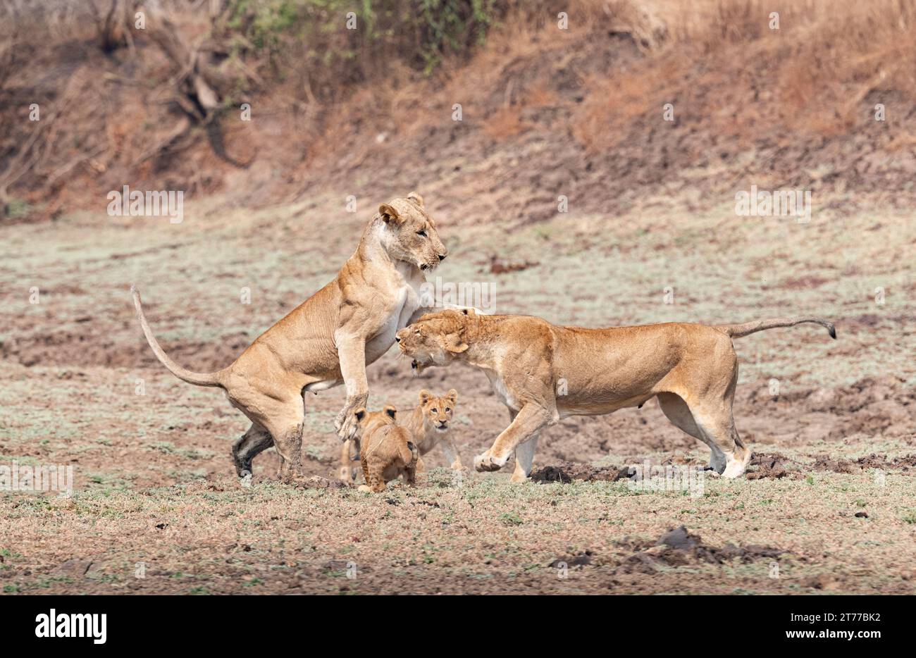 Lionesses fighting each other FASCINATING images show two sister ...