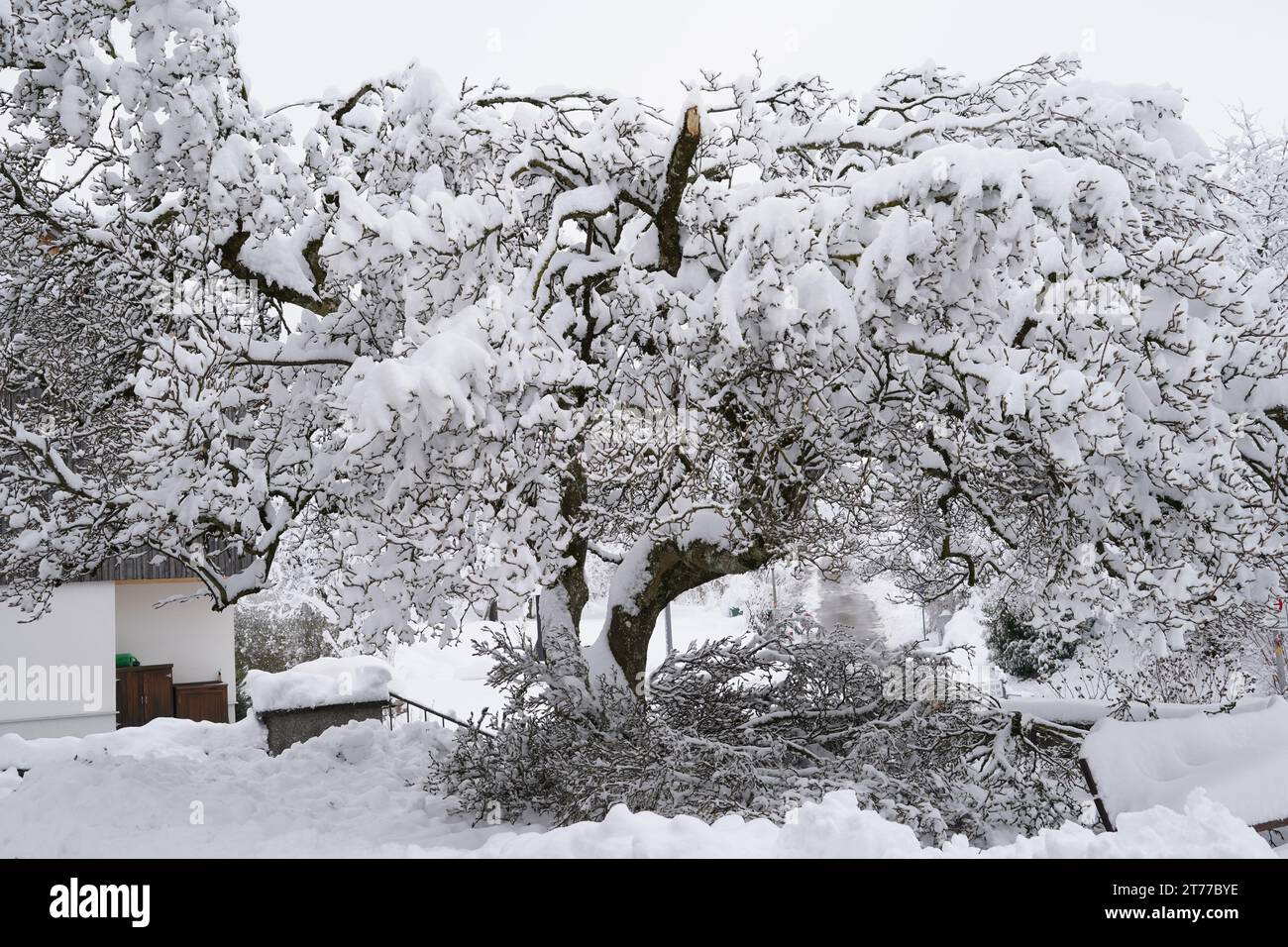 Trees with a load of snow in a forest hi-res stock photography and ...