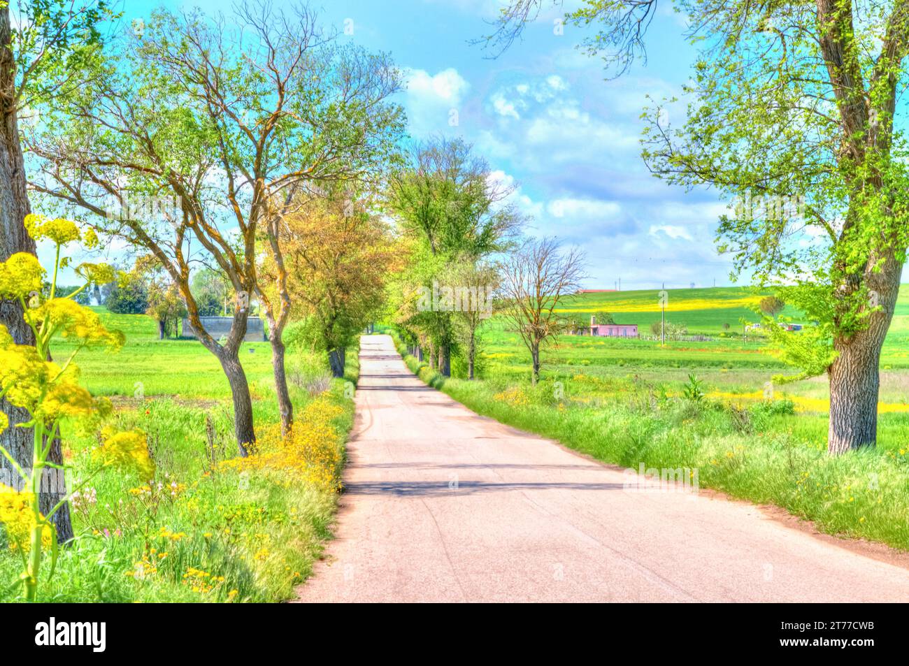 rural road with trees along under daylight Stock Photo - Alamy