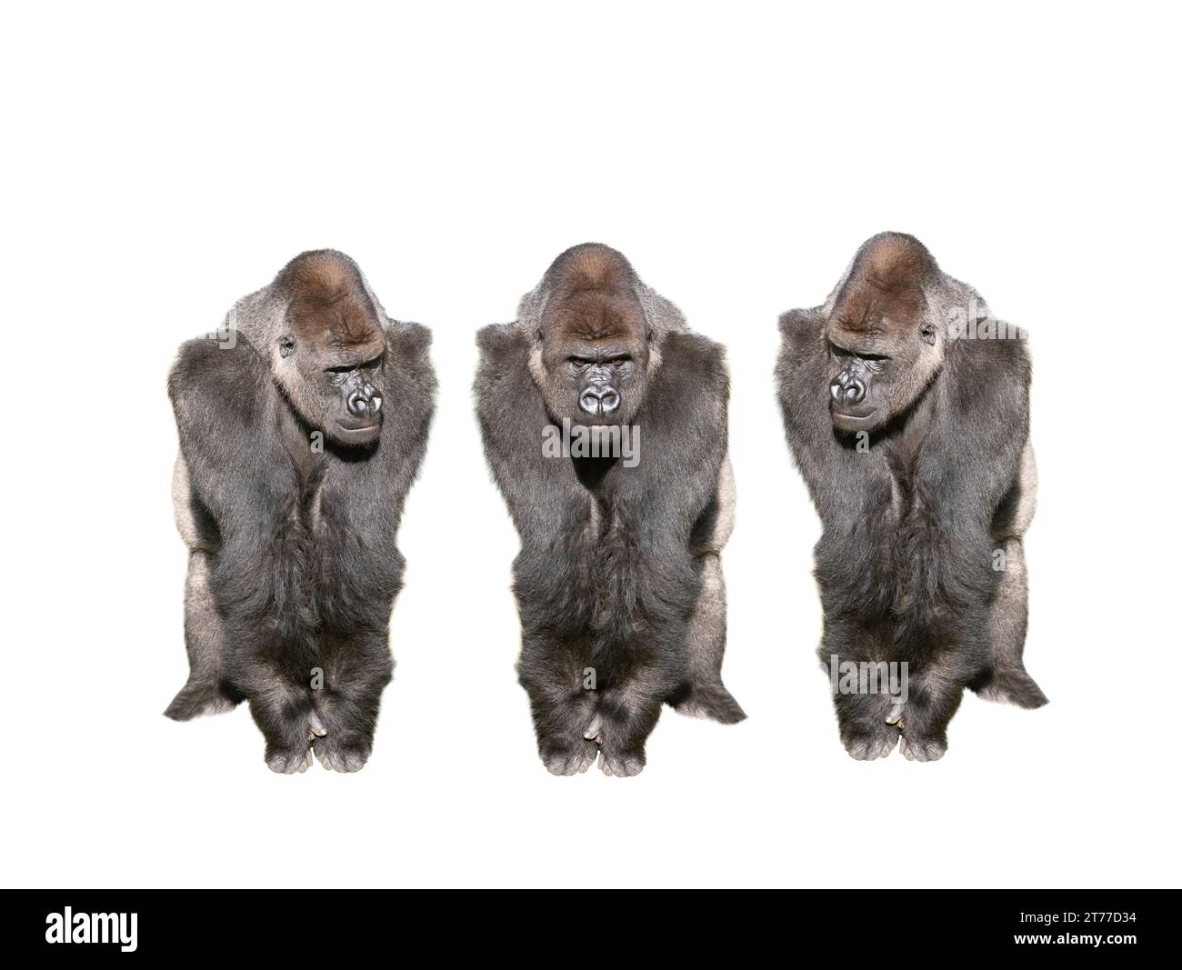 three western lowland gorilla isolated on white background Stock Photo ...
