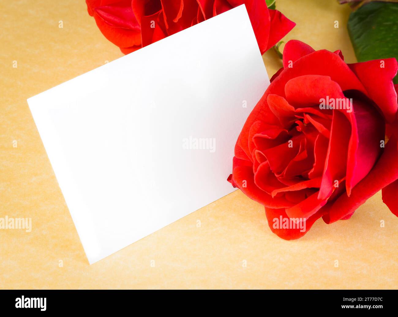 red rose and blank gift card for text on parchment paper background ...