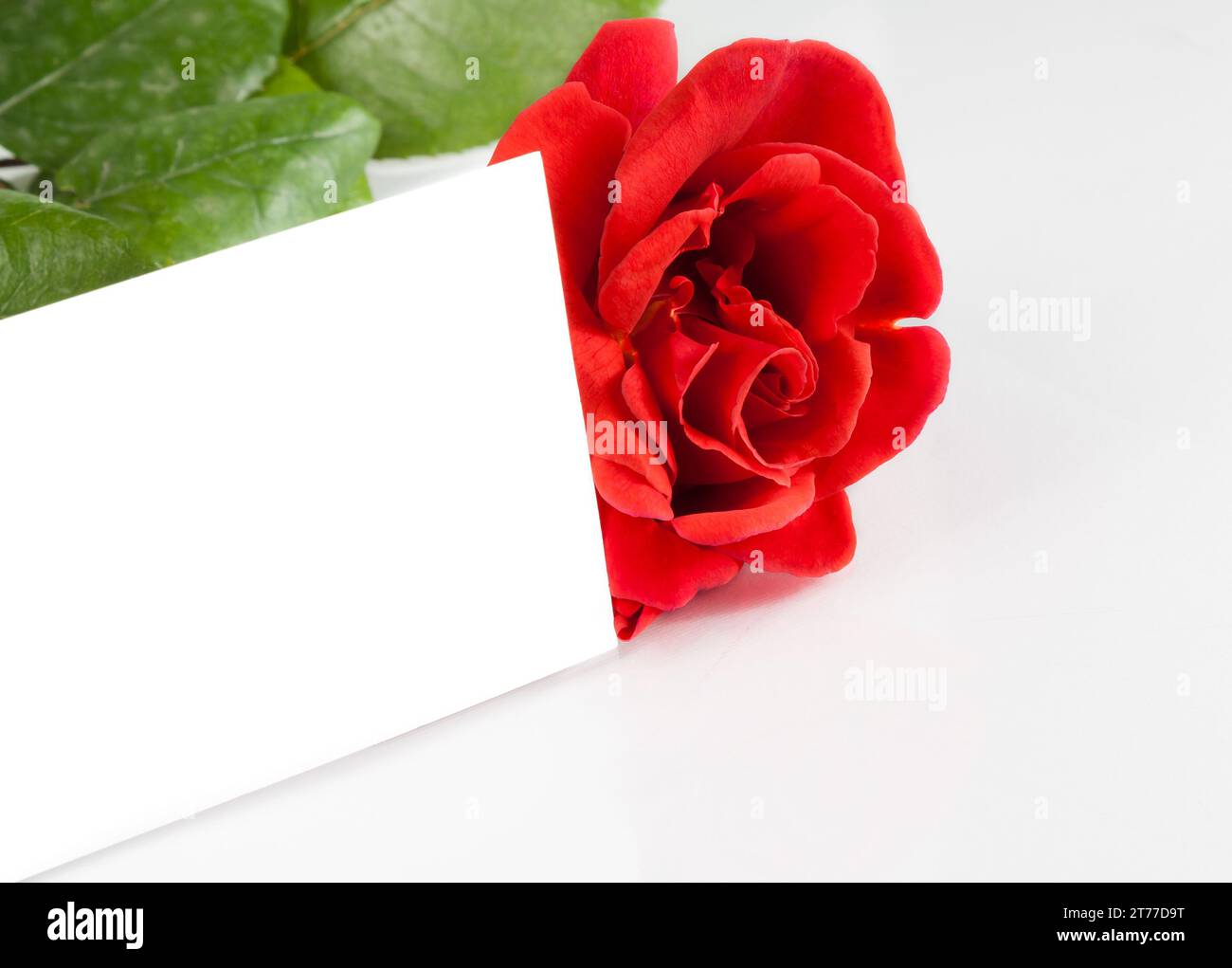 red rose with blank gift card for text on white background,greeting ...