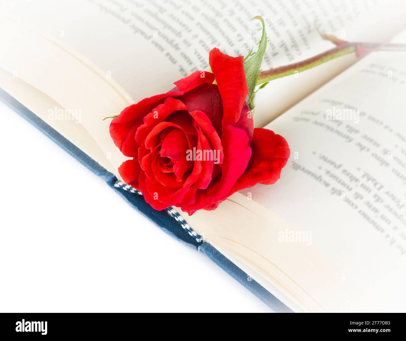 Red rose on open hi-res stock photography and images - Alamy
