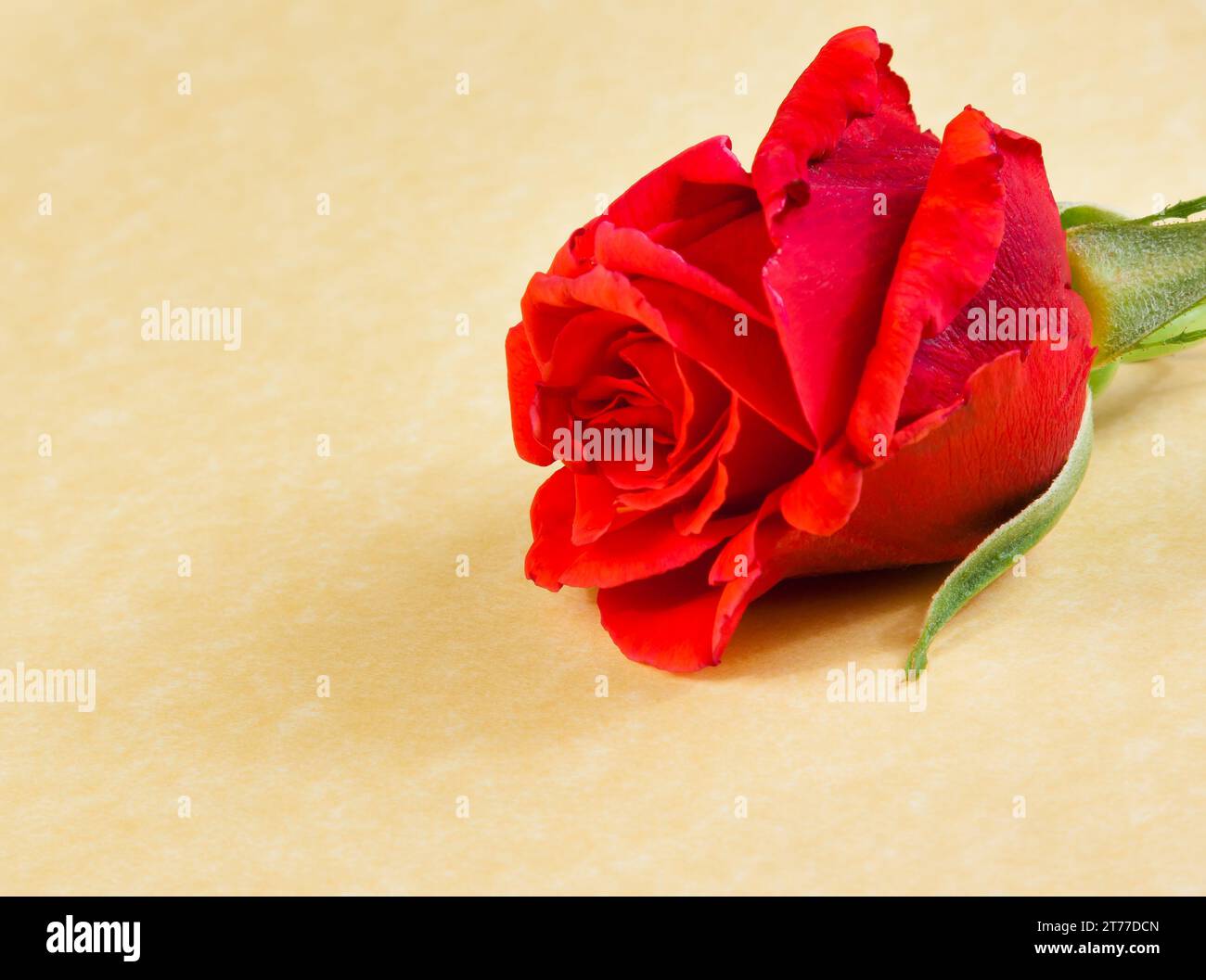 detail of red rose on parchment paper background with space for text ...