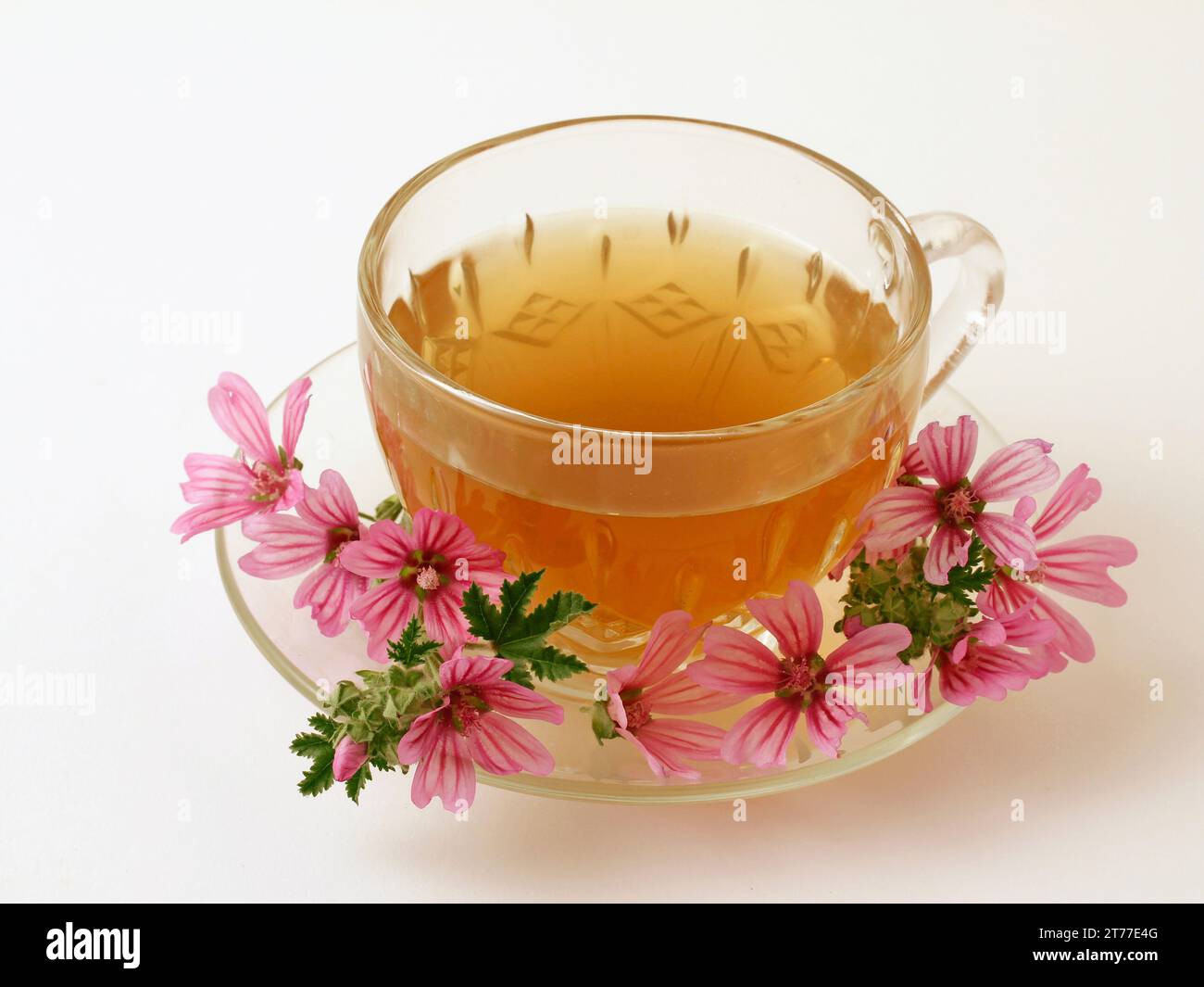 Common mallow infusion. Malva sylvestris Stock Photo - Alamy