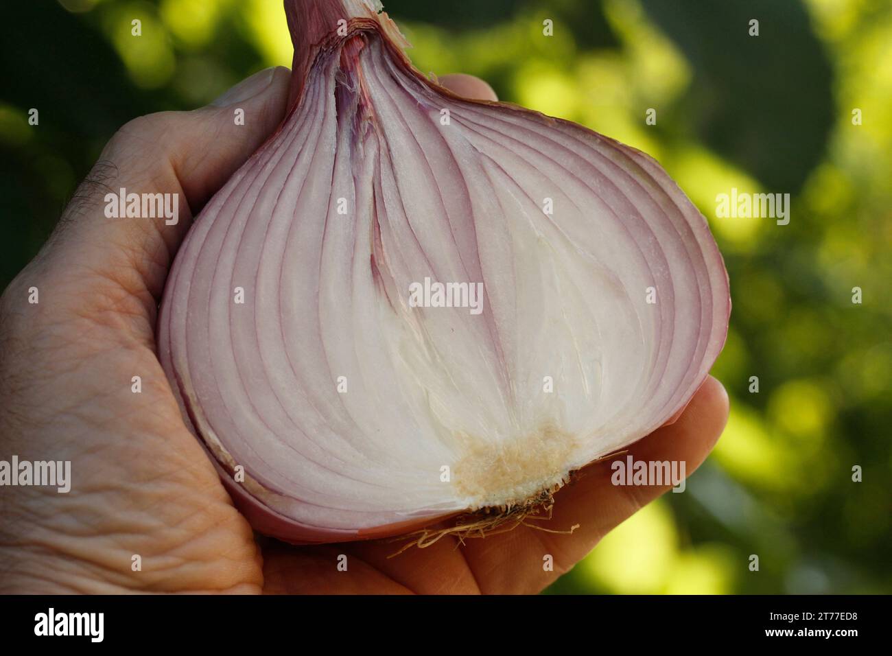 Show onion hand hi-res stock photography and images - Alamy