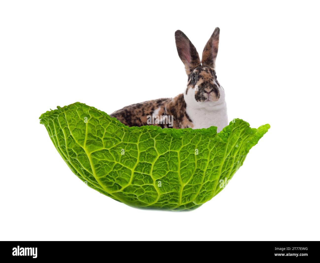 Fluffy white rabbit eating leaf hi-res stock photography and images - Alamy