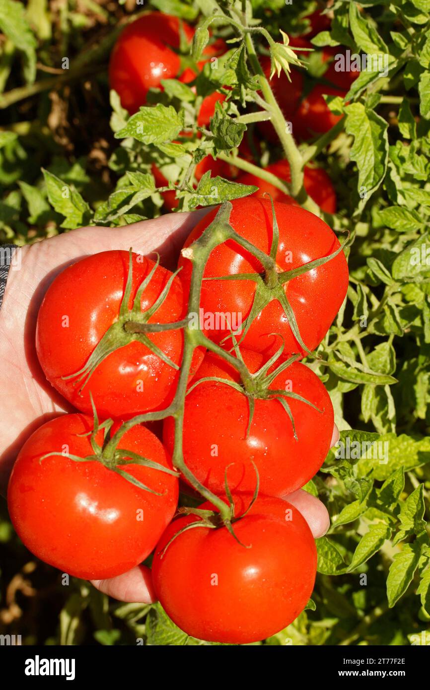 Hand man picking fresh tomatoes hi-res stock photography and images - Alamy
