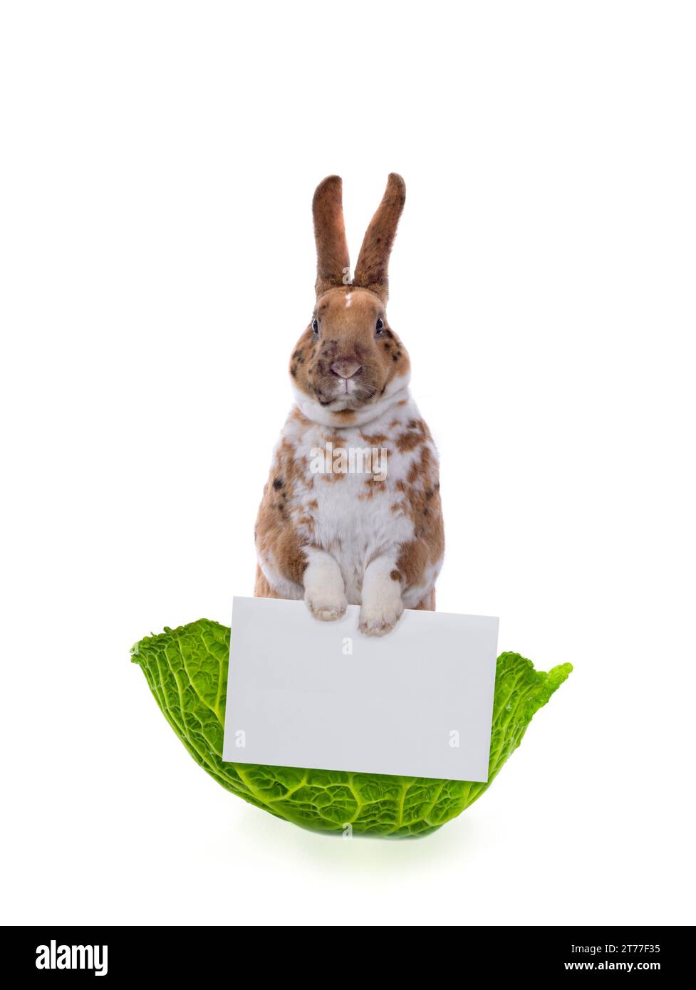cute rabbit with mail envelope isolated on white background Stock Photo ...