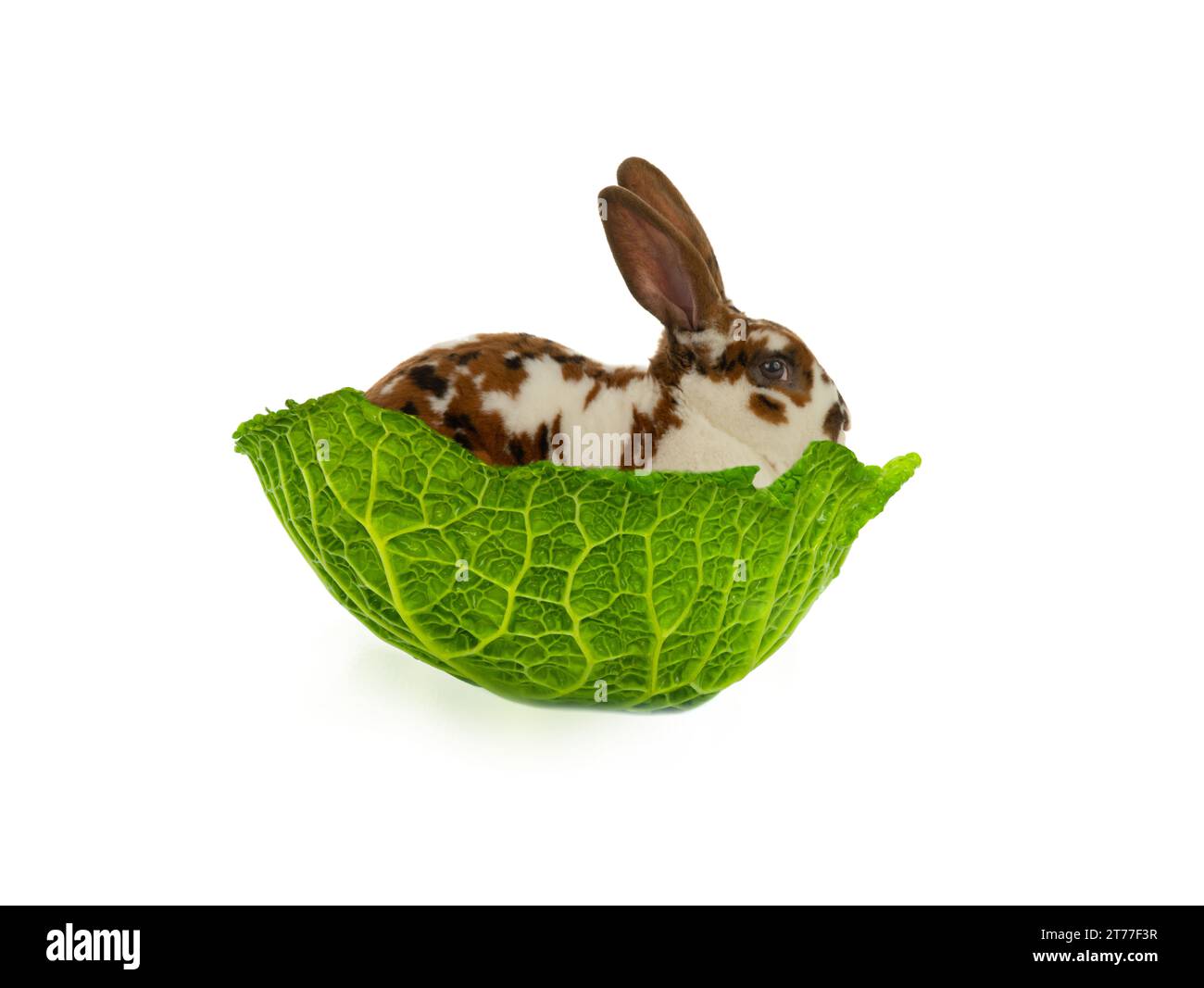 Culinary map hi-res stock photography and images - Alamy