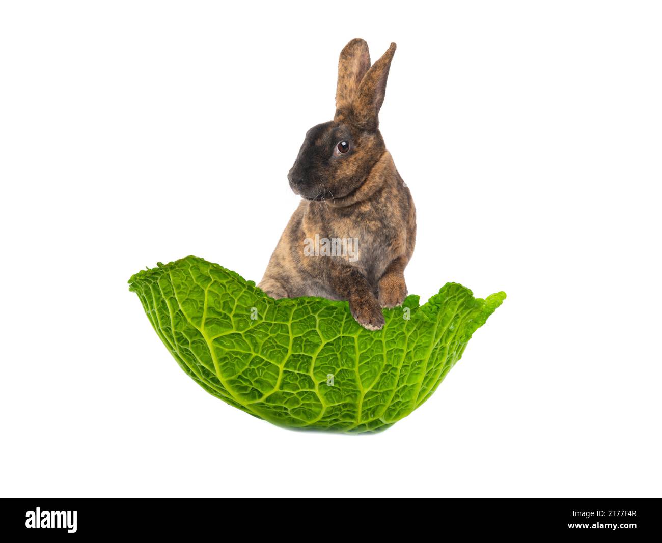 rabbit stands in a cabbage leaf isolated on a white background Stock ...