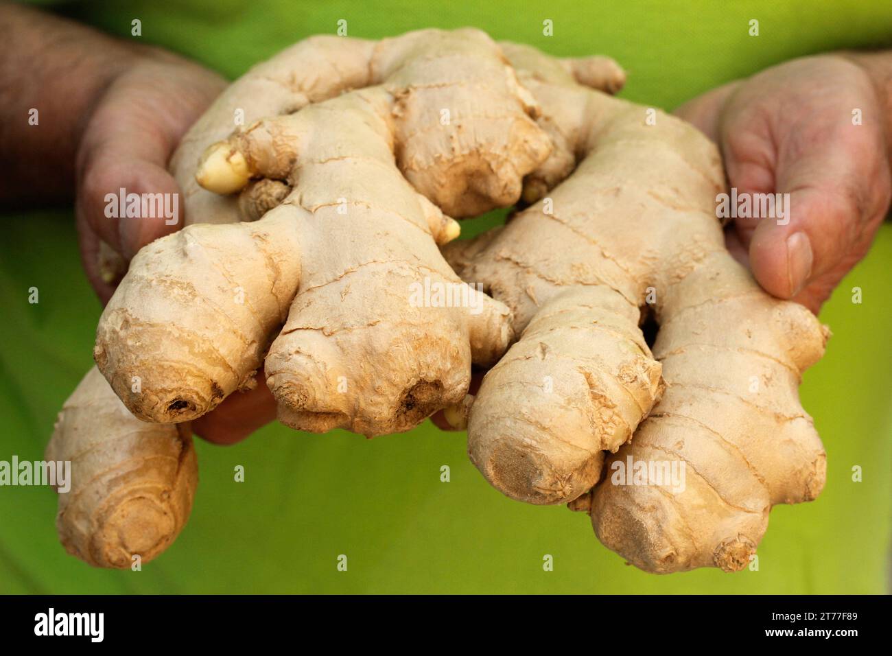 Asian plant with edible roots hi-res stock photography and images - Alamy