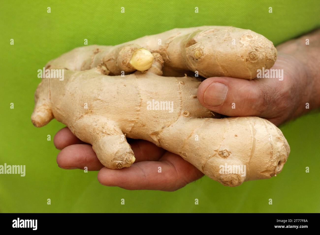 Finger root hi-res stock photography and images - Alamy