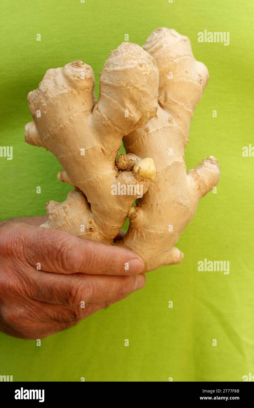 Asian plant with edible roots hi-res stock photography and images - Alamy