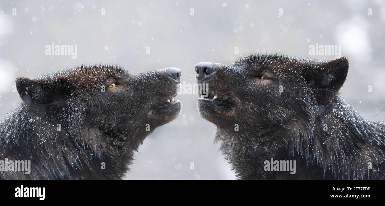 two canadian wolves howl in bad weather in winter Stock Photo - Alamy
