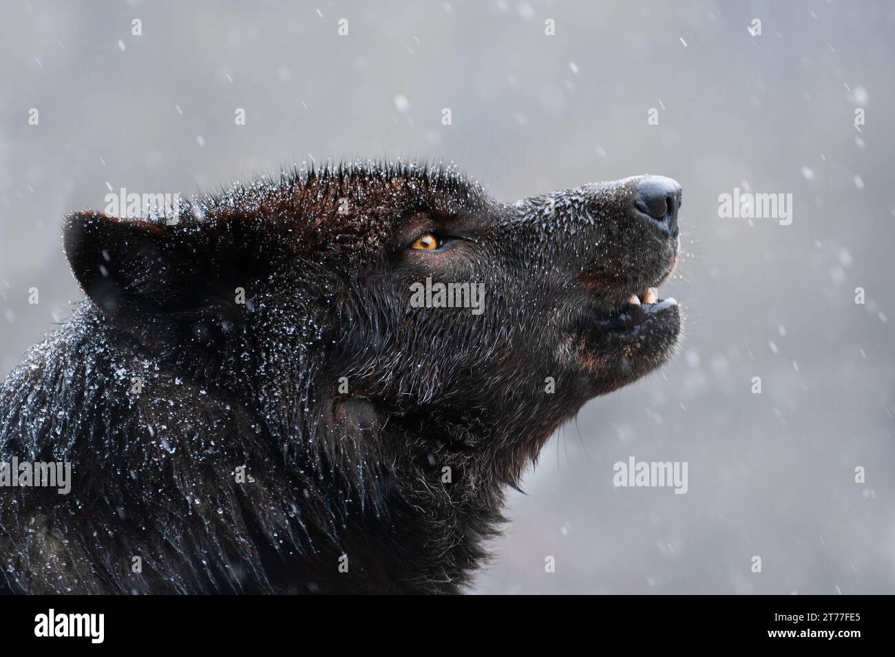 Canadian wolf howling in bad winter weather Stock Photo - Alamy