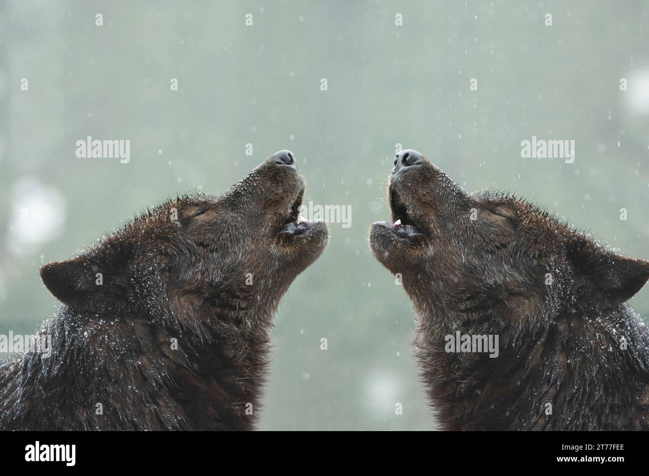 two canadian wolves howl in bad weather in winter Stock Photo - Alamy