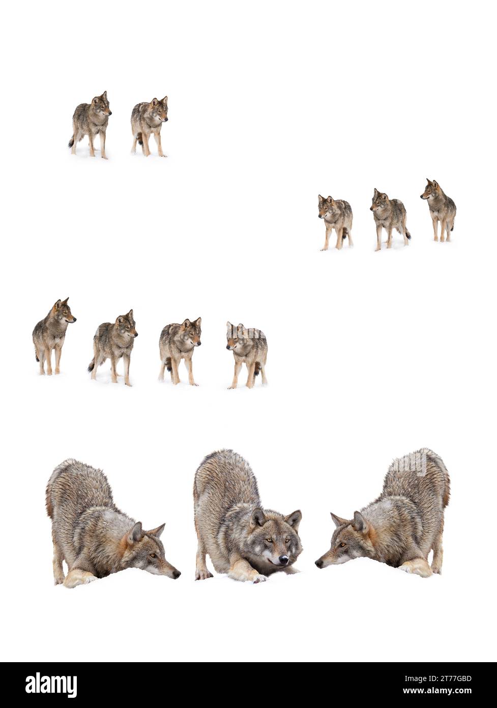 Collage wolves pack hi-res stock photography and images - Alamy