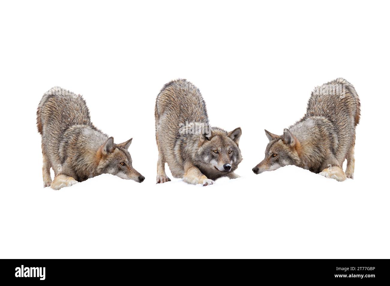 three wolves isolated on white background Stock Photo - Alamy
