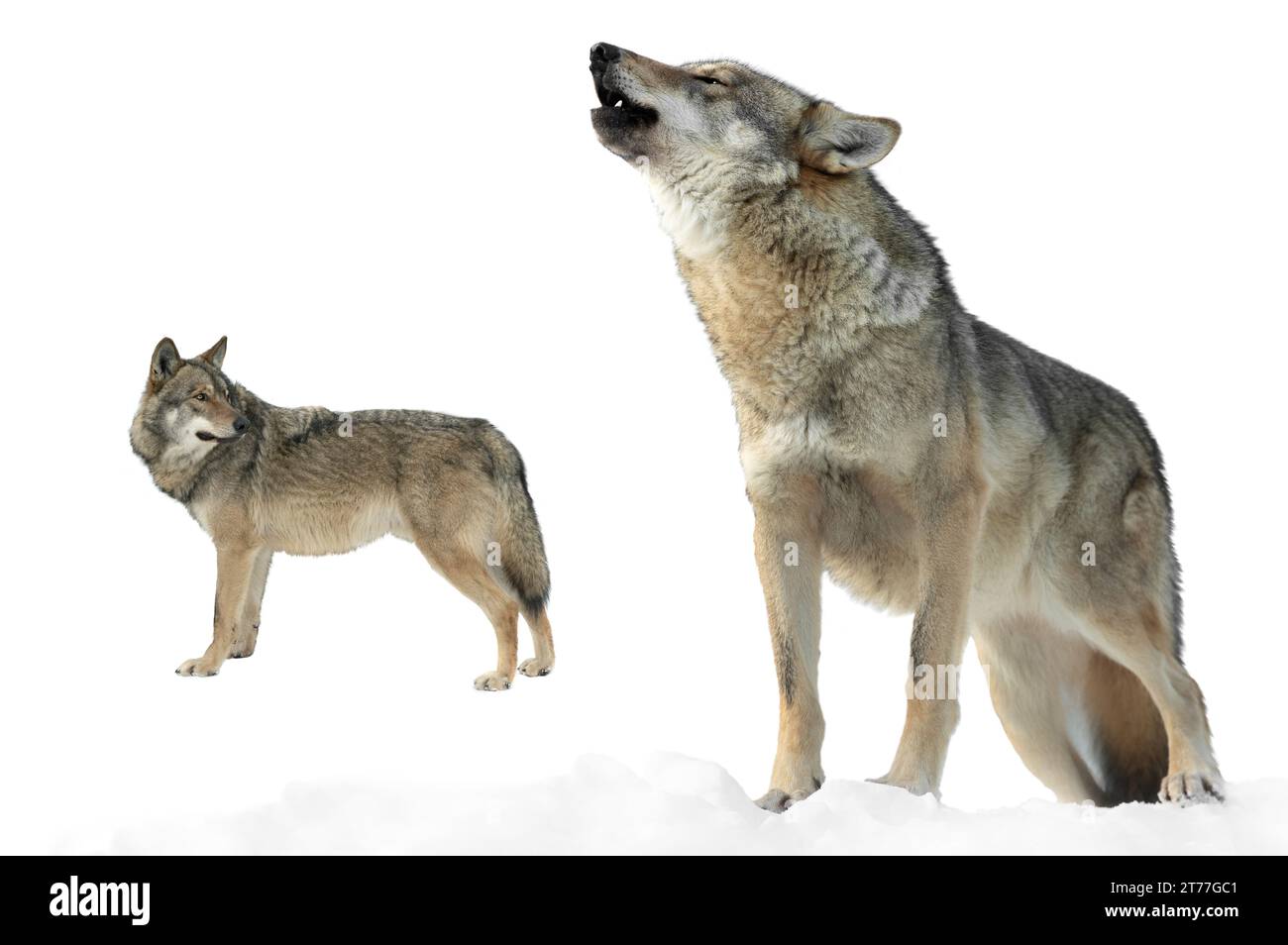 she-wolf howls and wolf in winter on snow isolated on white background ...