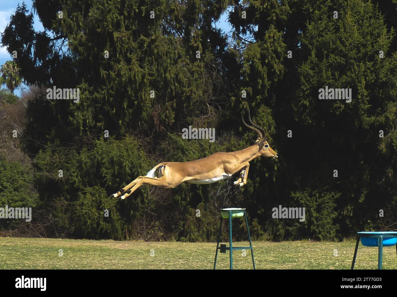 A majestic deer leaps over an outdoor bowl stands, creating a dynamic ...
