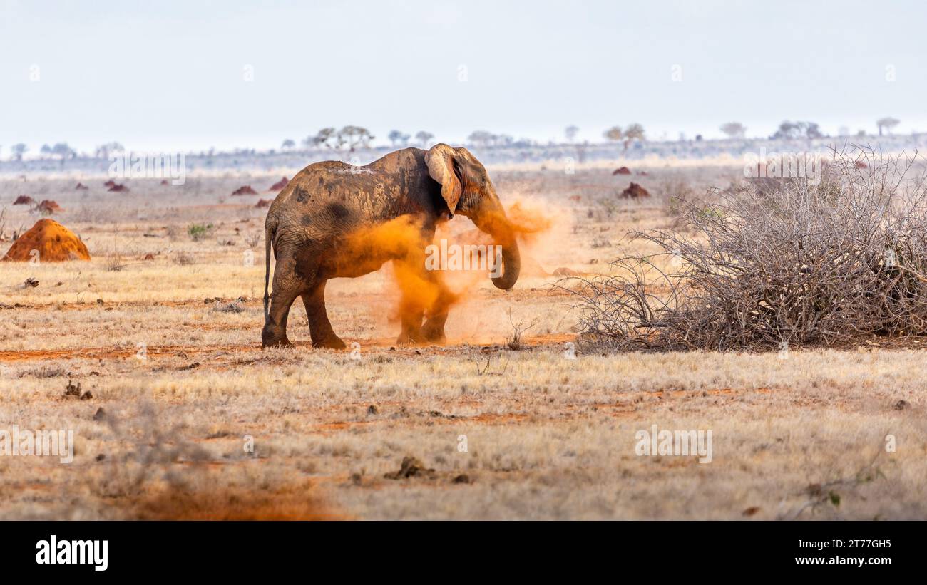 red dust elefant Stock Photo - Alamy