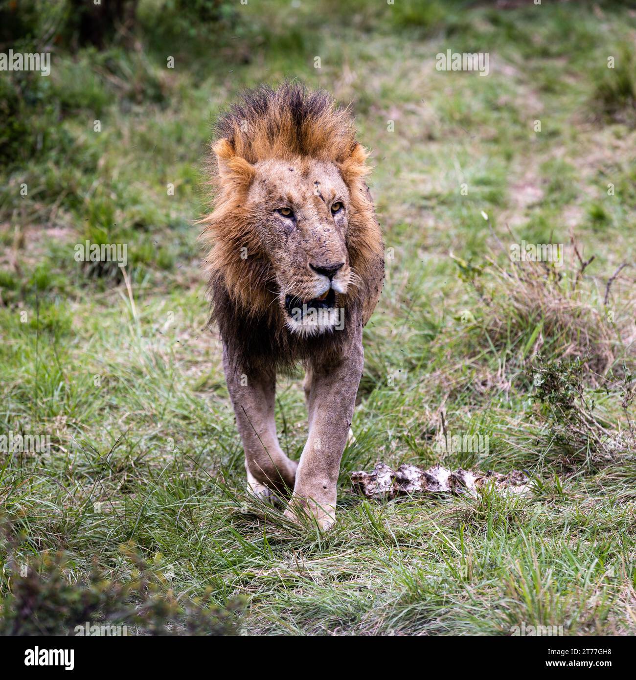 Lion men hi-res stock photography and images - Alamy