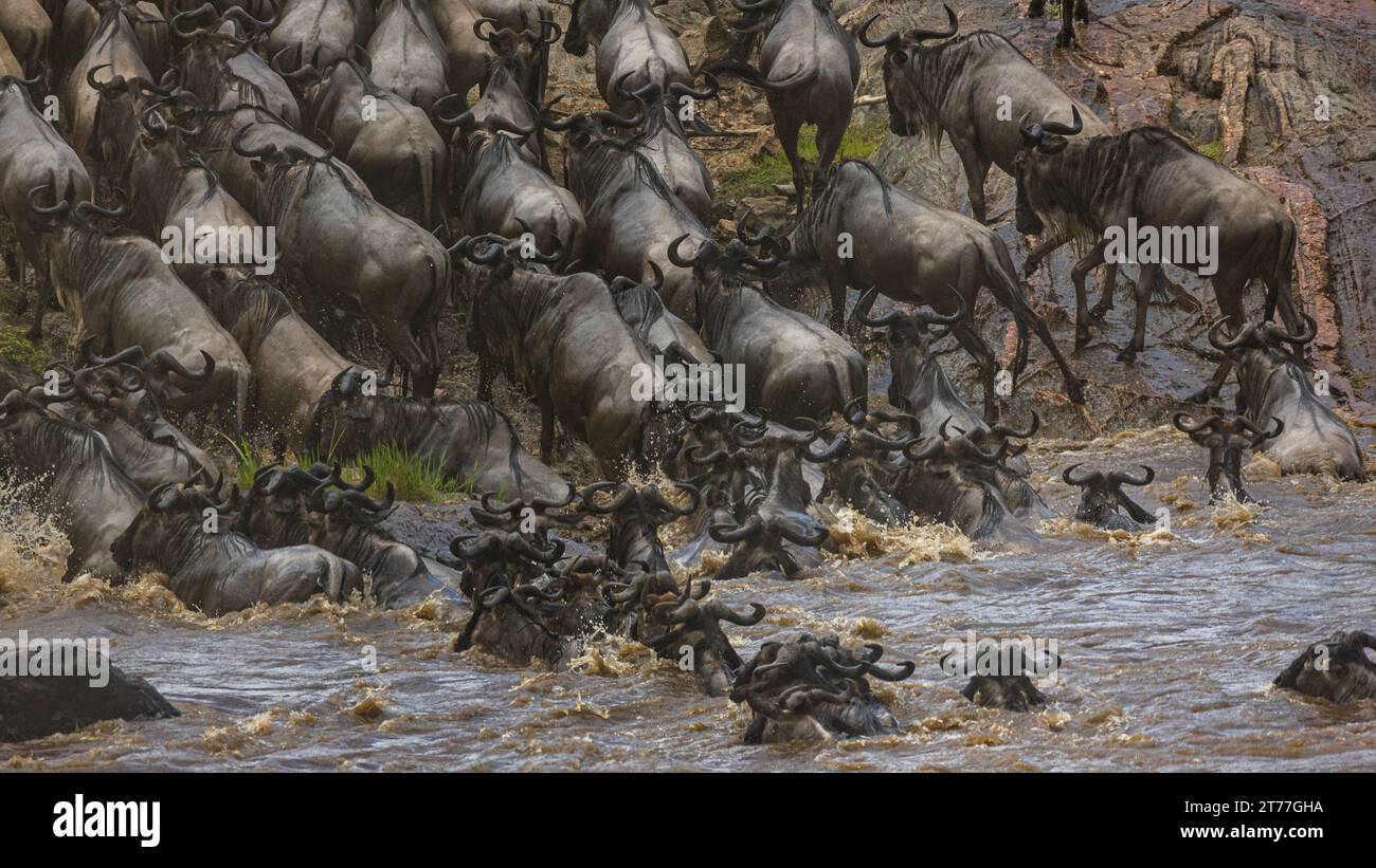 Talek river kenya masai mara hi-res stock photography and images - Alamy