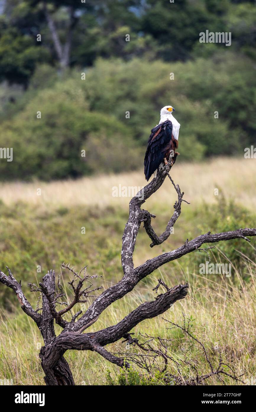 Masai mara eagle hi-res stock photography and images - Alamy