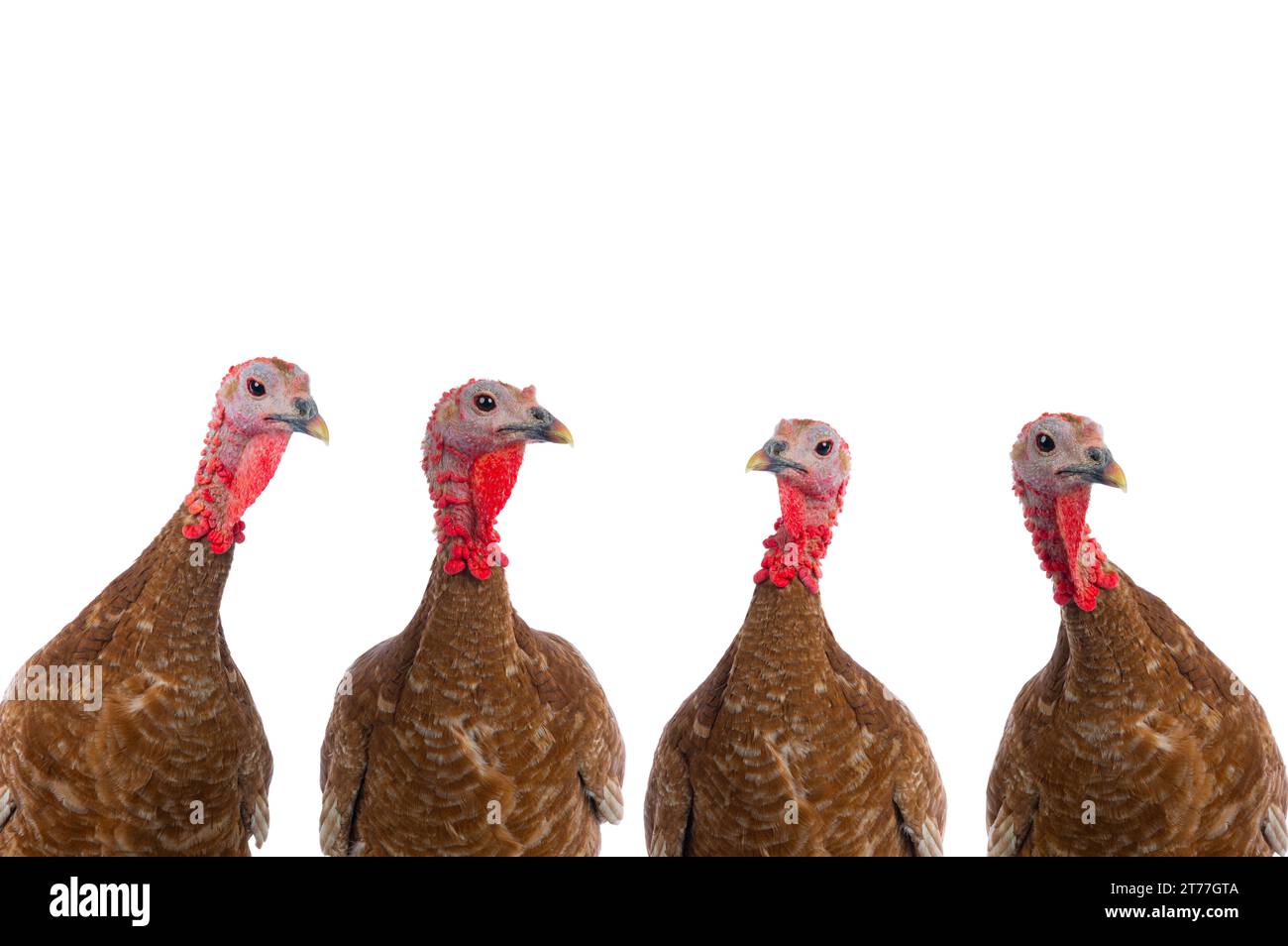 portraits of turkeys brown isolated on white background Stock Photo - Alamy