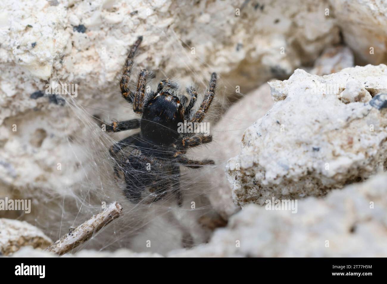 Jumping spider (Philaeus chrysops), female in a gossamer between stones ...