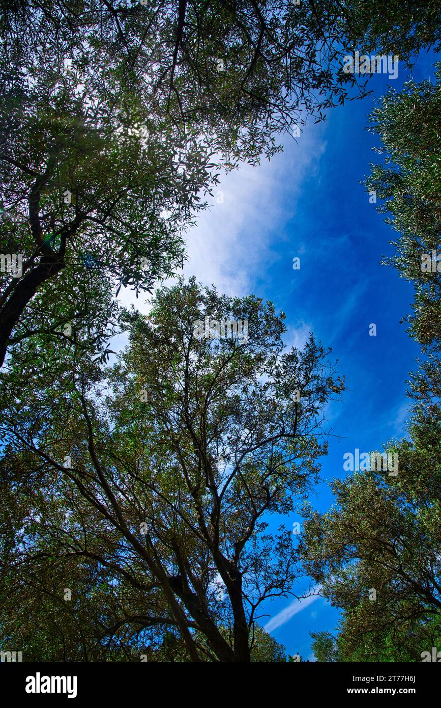 Verdure naturelle hi-res stock photography and images - Alamy