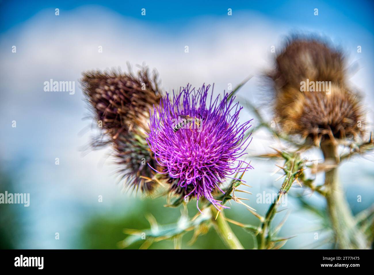 Sur une fleur de chardon hi-res stock photography and images - Alamy