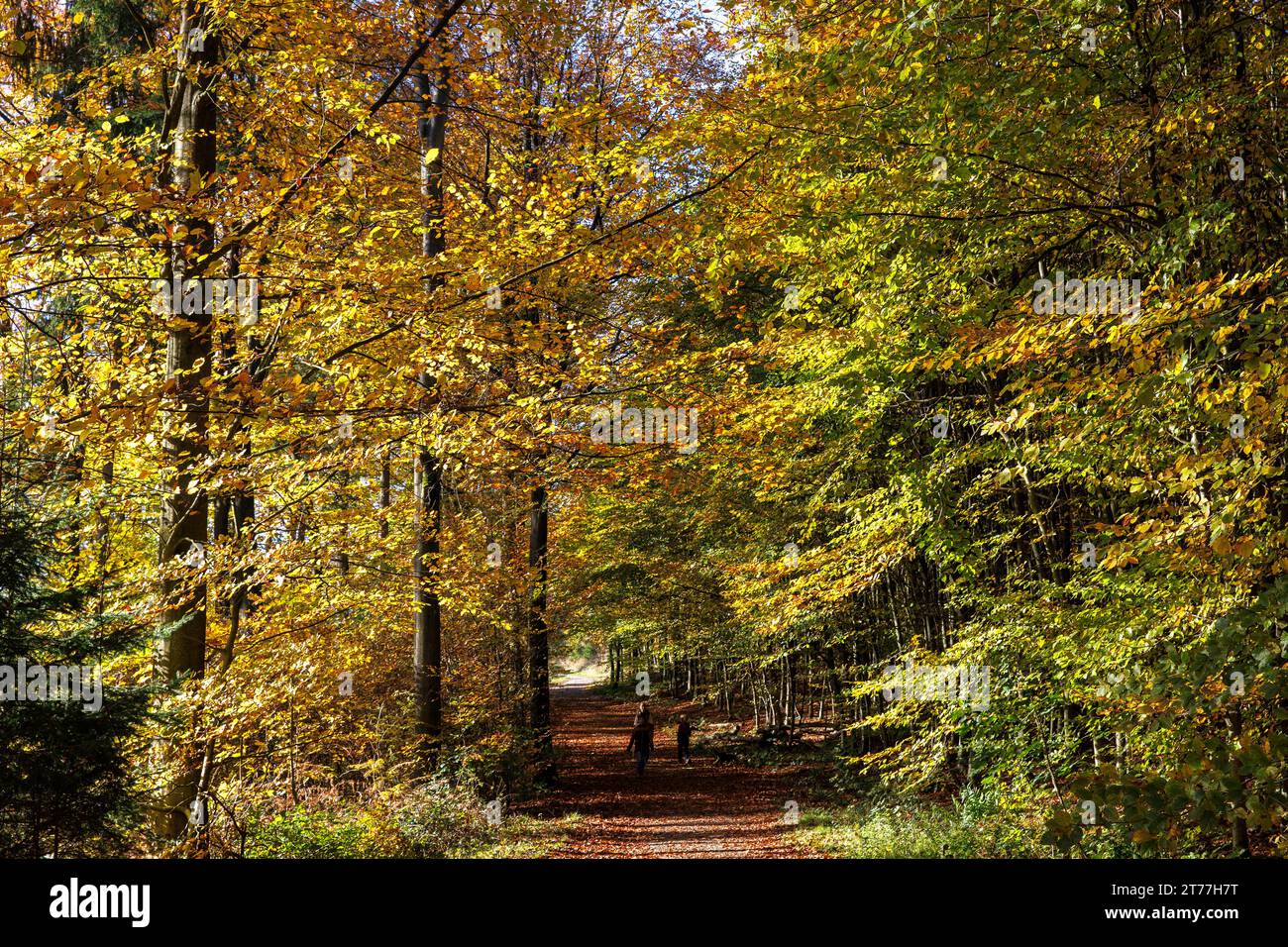 autumn in a forest at the Ruhrhoehenweg track in the Ardey mountains ...