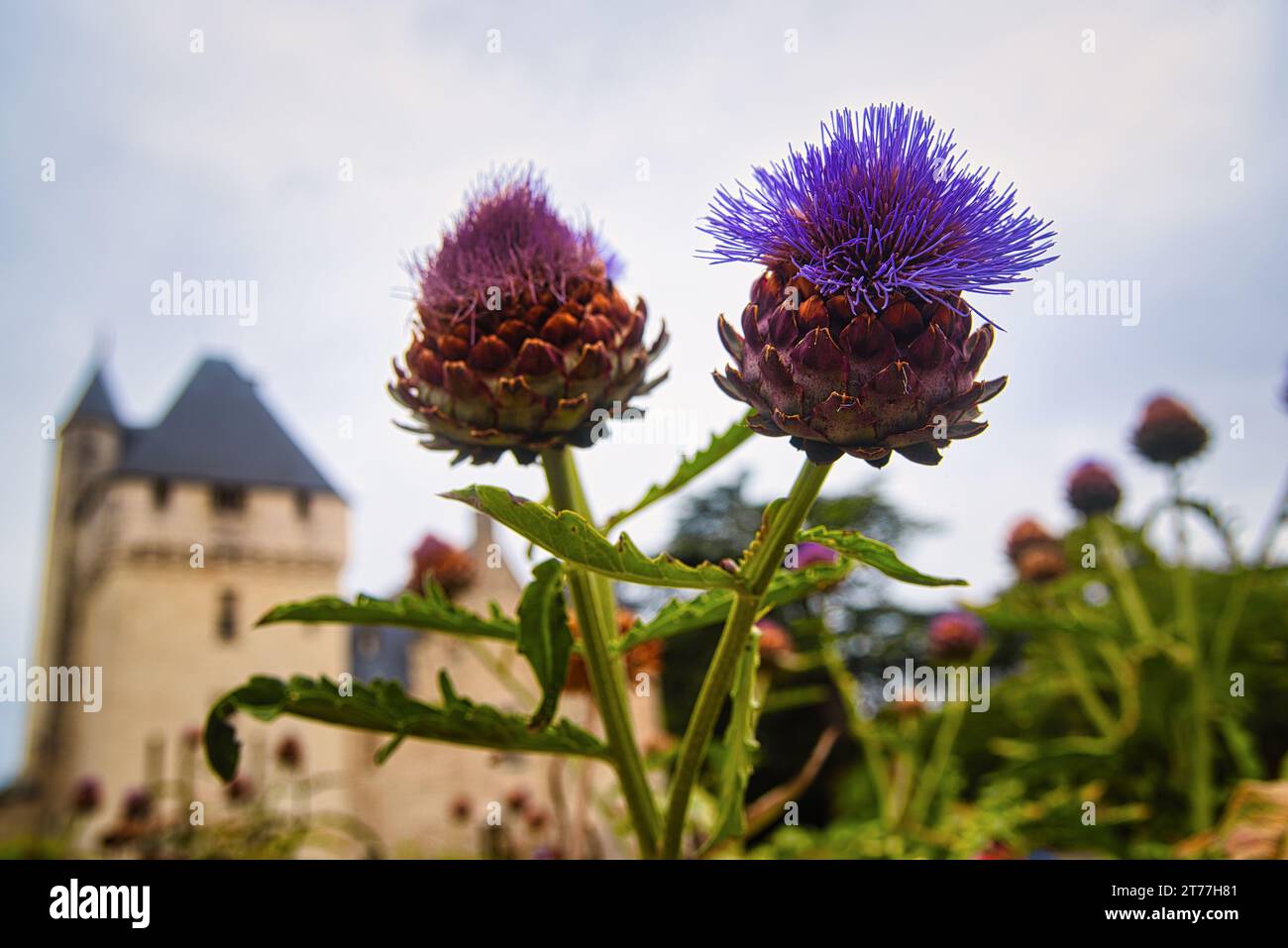 fleurs d'artichaud sur leur plan avec en arriere plan un chateau ...