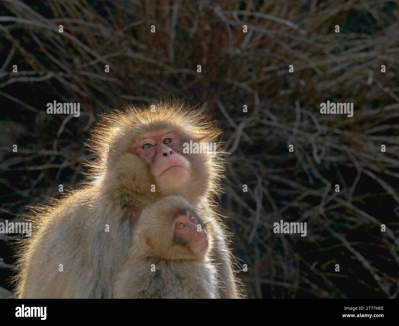 Japanese macaque, snow monkey (Macaca fuscata), mother with child in ...