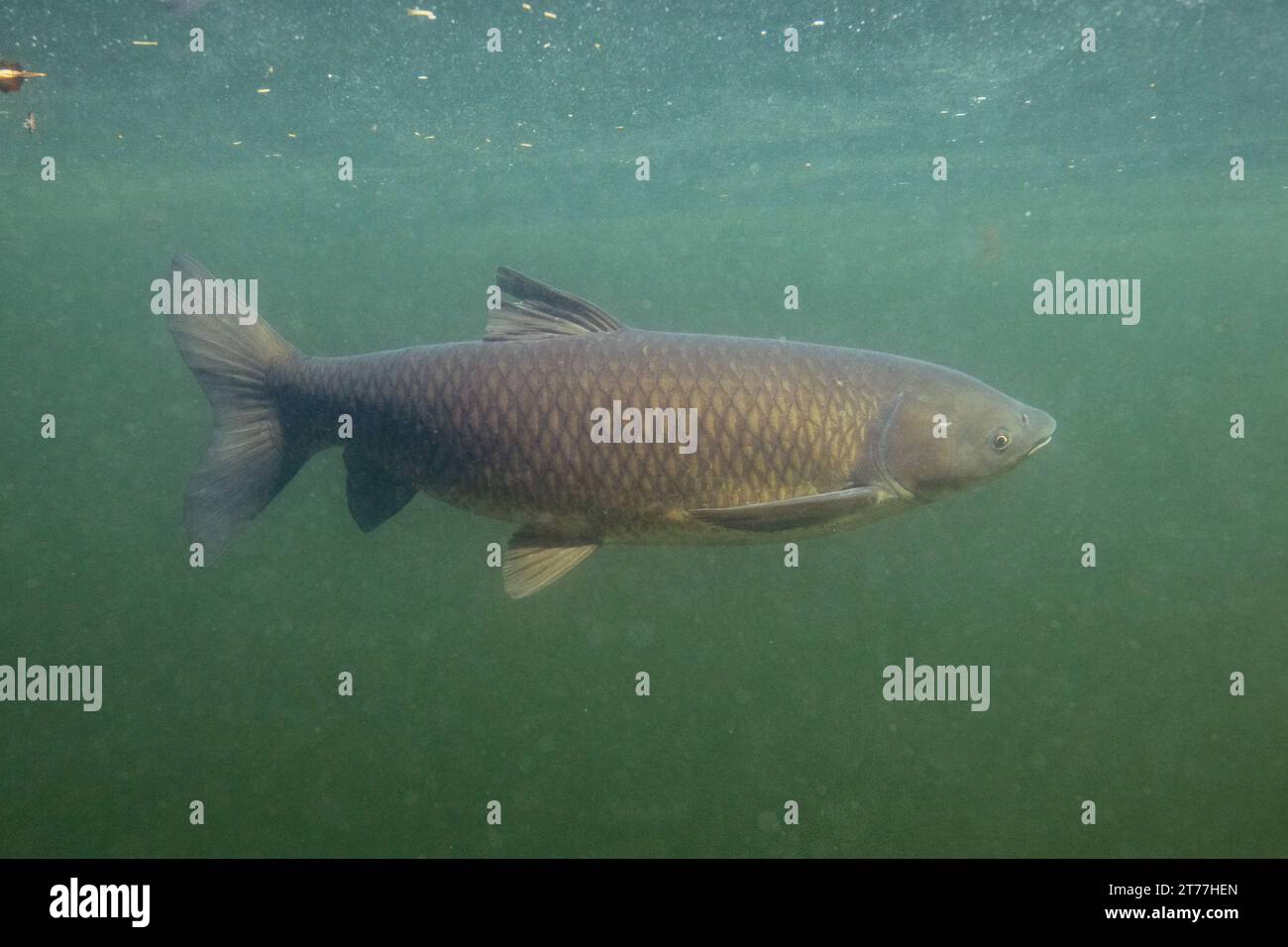 Carp in water hi-res stock photography and images - Alamy