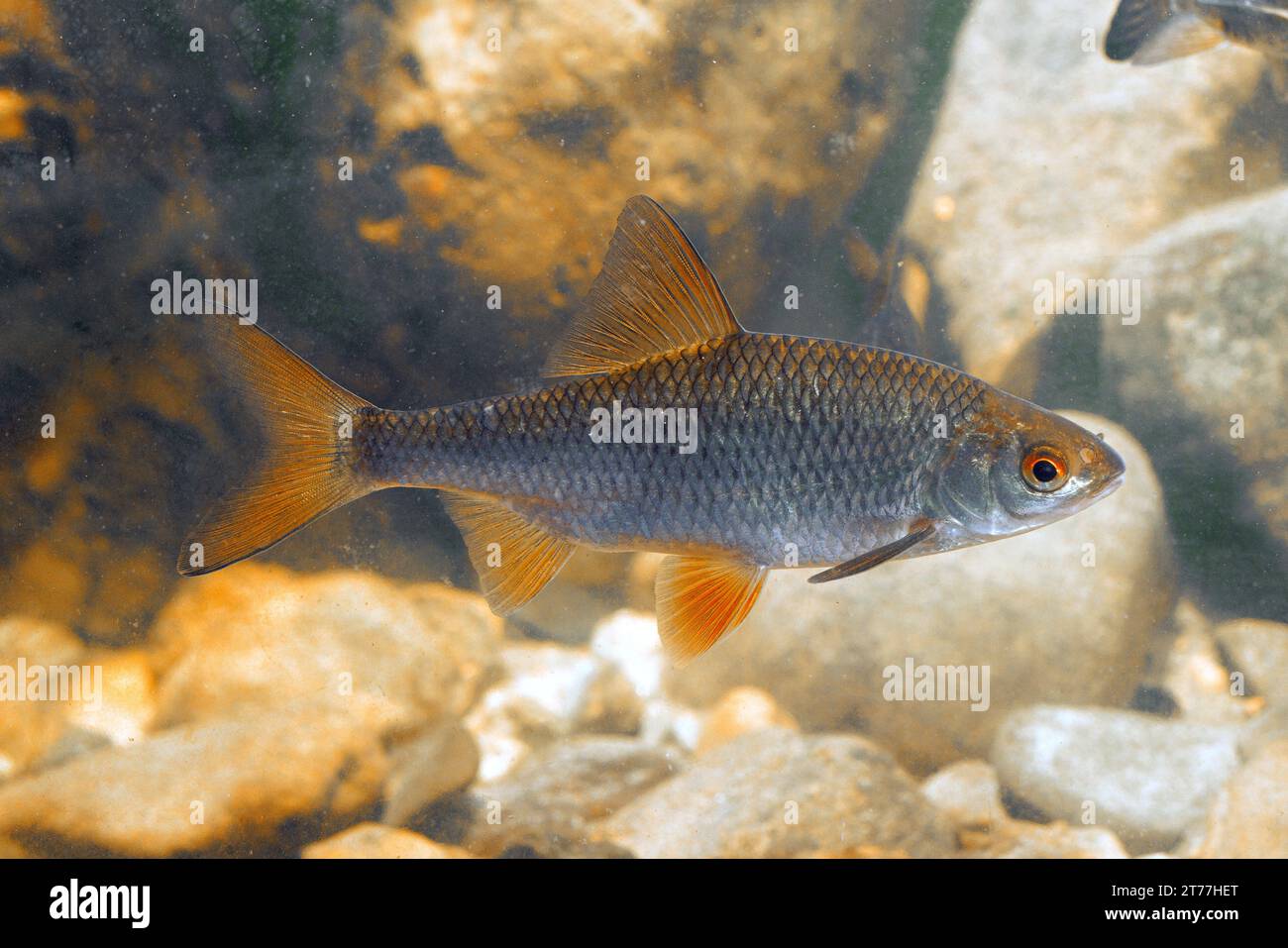 roach, Balkan roach (Rutilus rutilus, Leuciscus rutilus), swimming ...