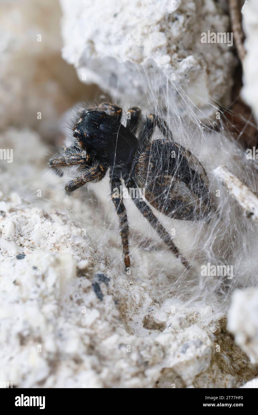 Jumping spider (Philaeus chrysops), female in a gossamer between stones ...